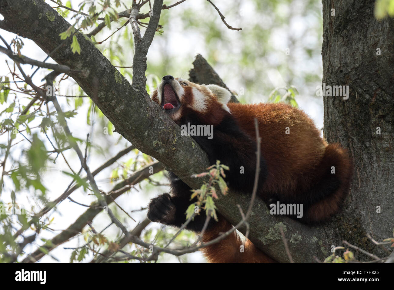 red panda on a tree while resting Stock Photo - Alamy