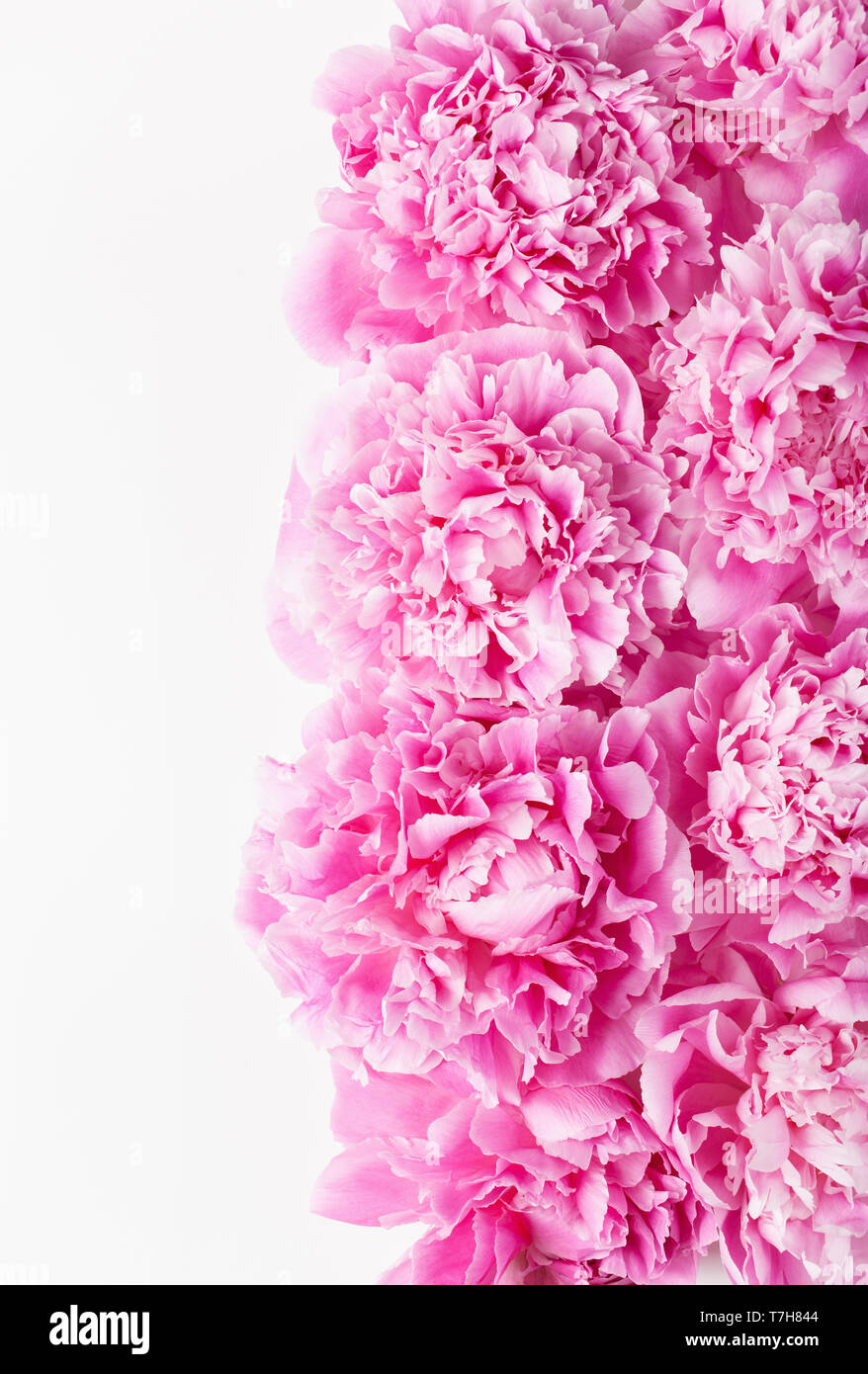 beautiful pink peony flower background Stock Photo - Alamy