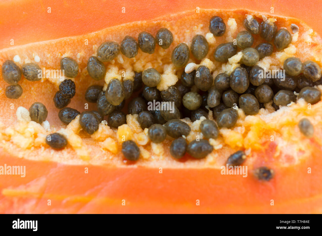 Orange fresh papaya seeds. Macro photography. Fruit background Stock ...
