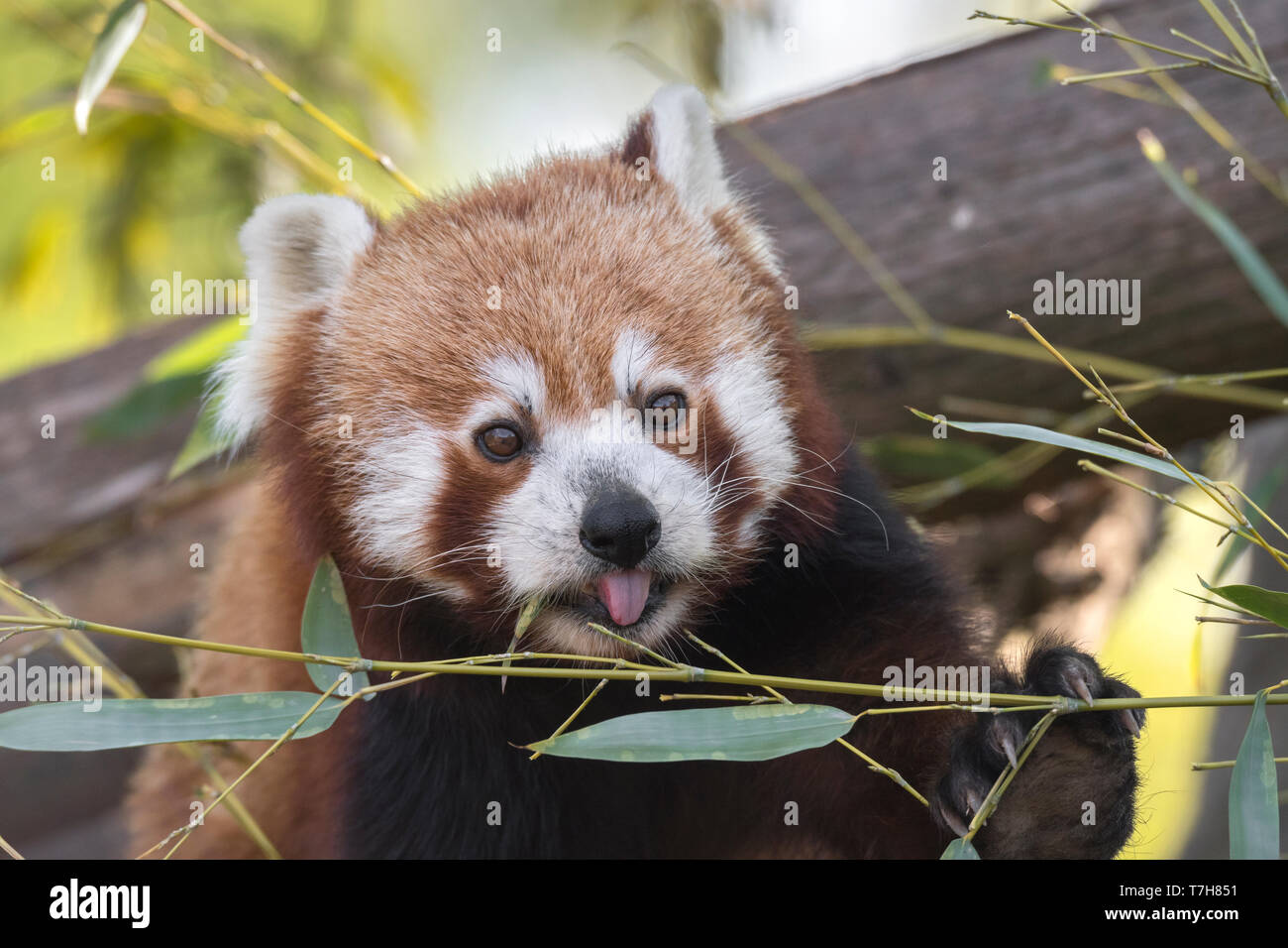 red panda on a tree while resting Stock Photo - Alamy