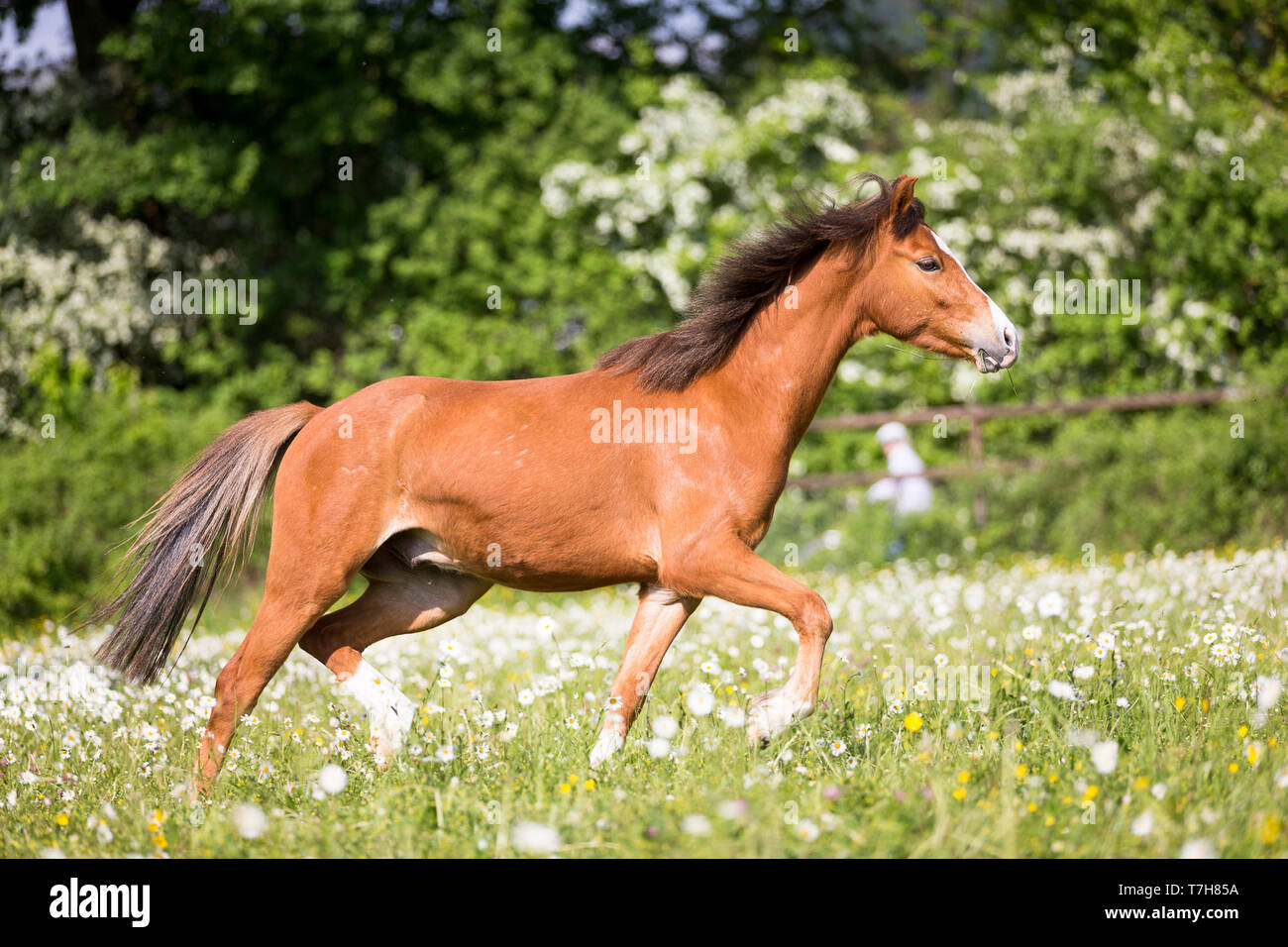 Welsh section a hi-res stock photography and images - Alamy