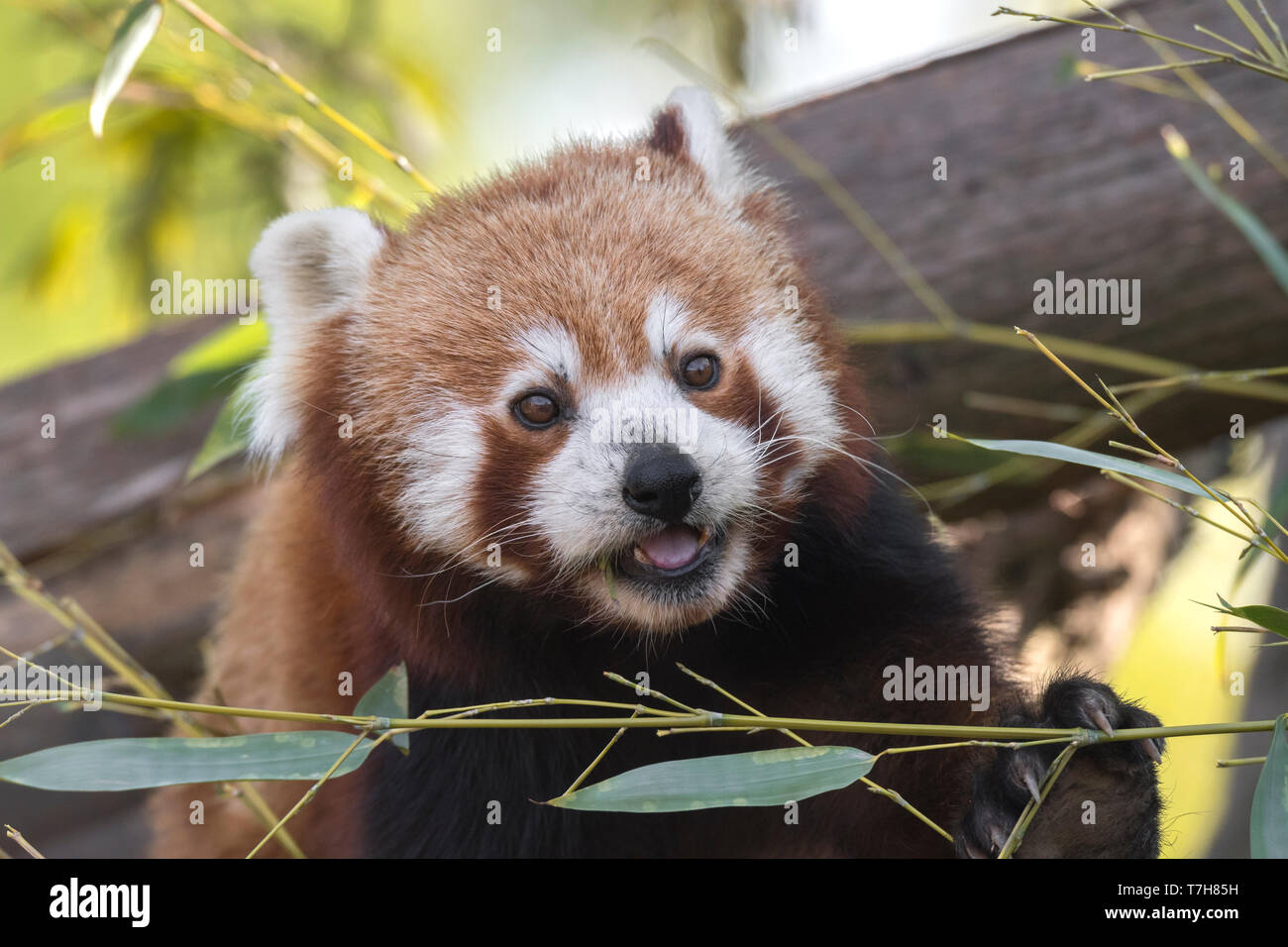 red panda on a tree while resting Stock Photo - Alamy