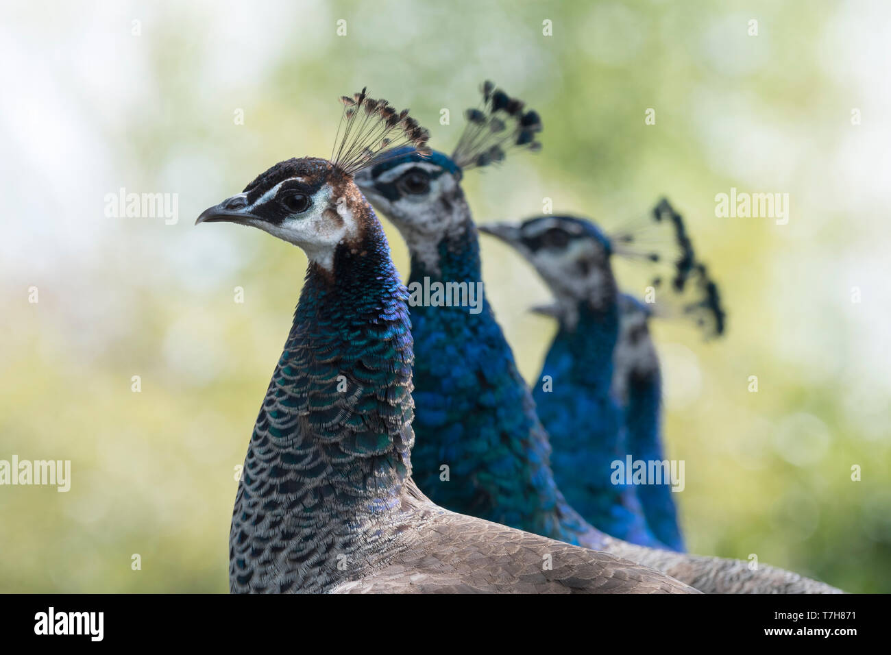Peacock row hi-res stock photography and images - Alamy