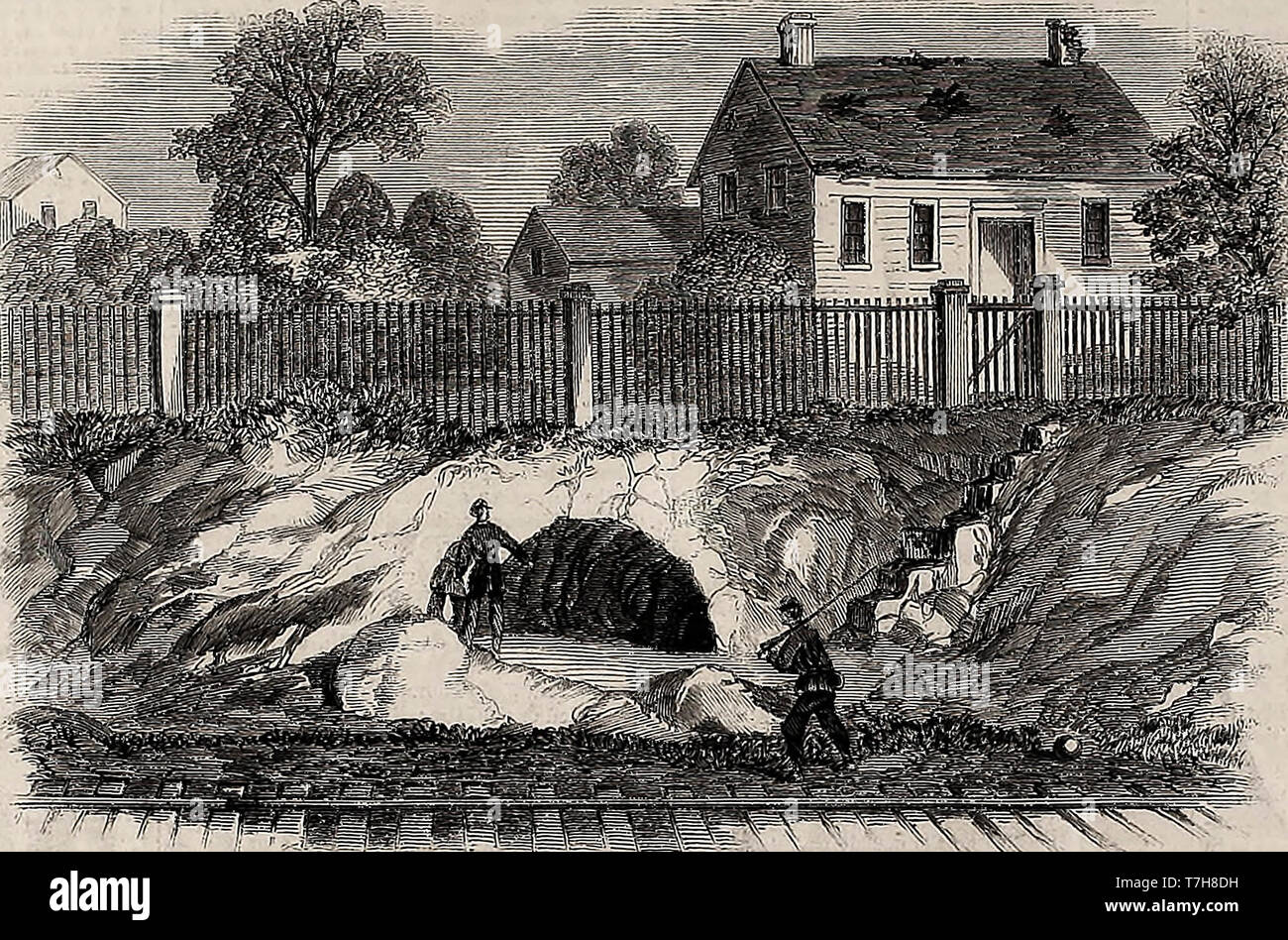 Shells drawing hi-res stock photography and images - Alamy