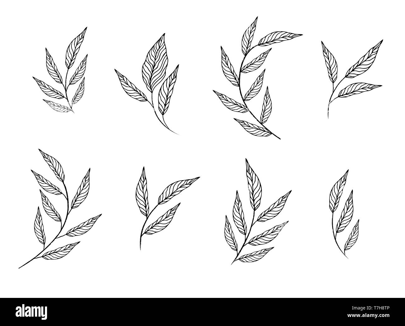 designer elements set collection of greeng leaves herbs in watercolor ...