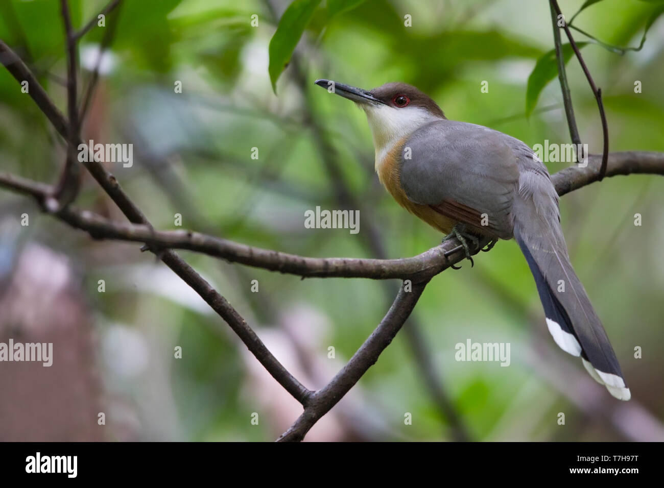 Lizard Cuckoo High Resolution Stock Photography and Images - Alamy