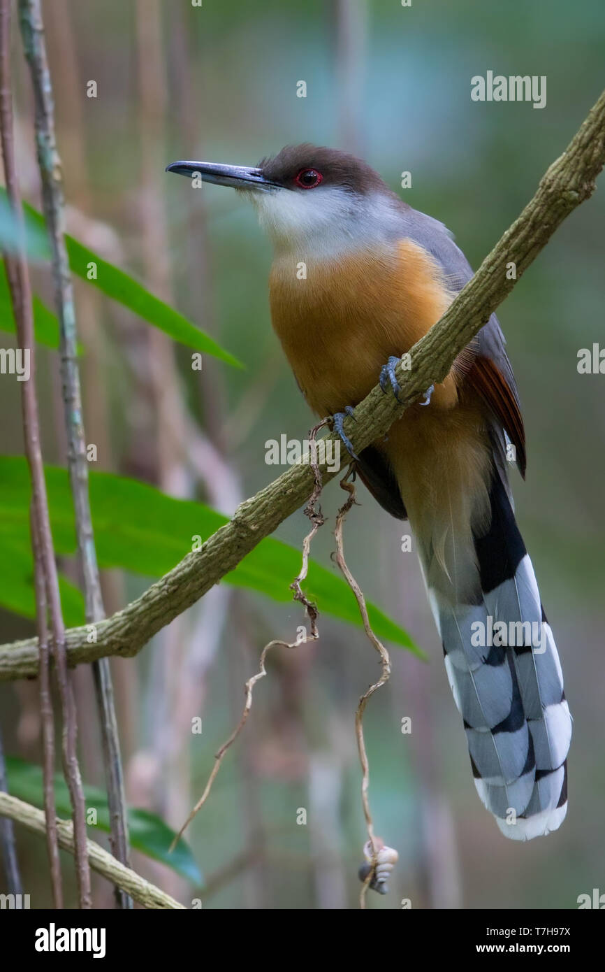 Lizard Cuckoo High Resolution Stock Photography and Images - Alamy