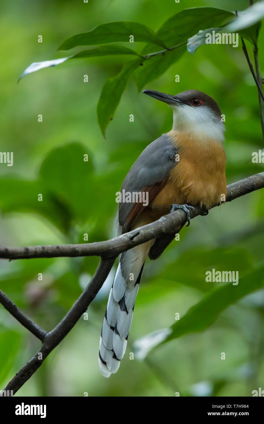 Jamaican Lizard Cuckoo on the Caribbean island Jamaica Stock Photo - Alamy