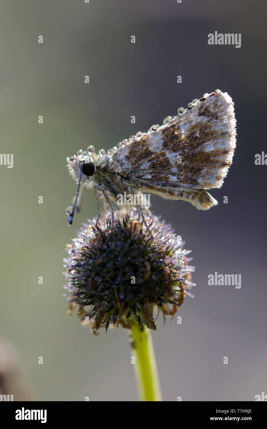 Backlight Red-underwing Skipper (Spialia sertorius) in rest on small ...