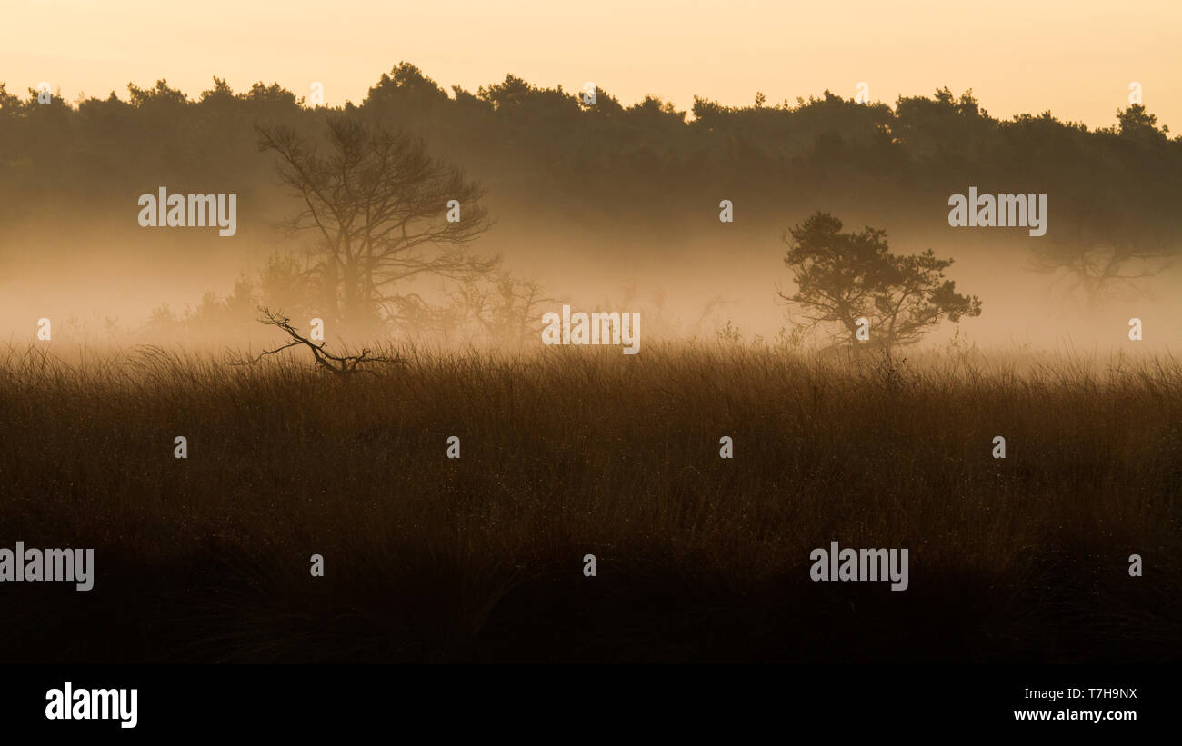 Kalmthout hi-res stock photography and images - Alamy