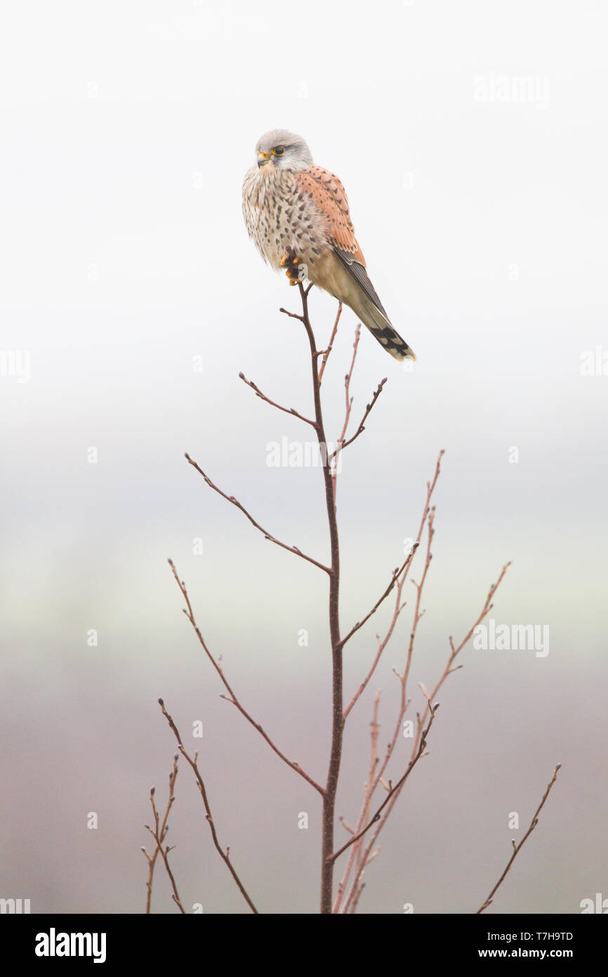 Female Common Kestrel Stock Photo - Alamy