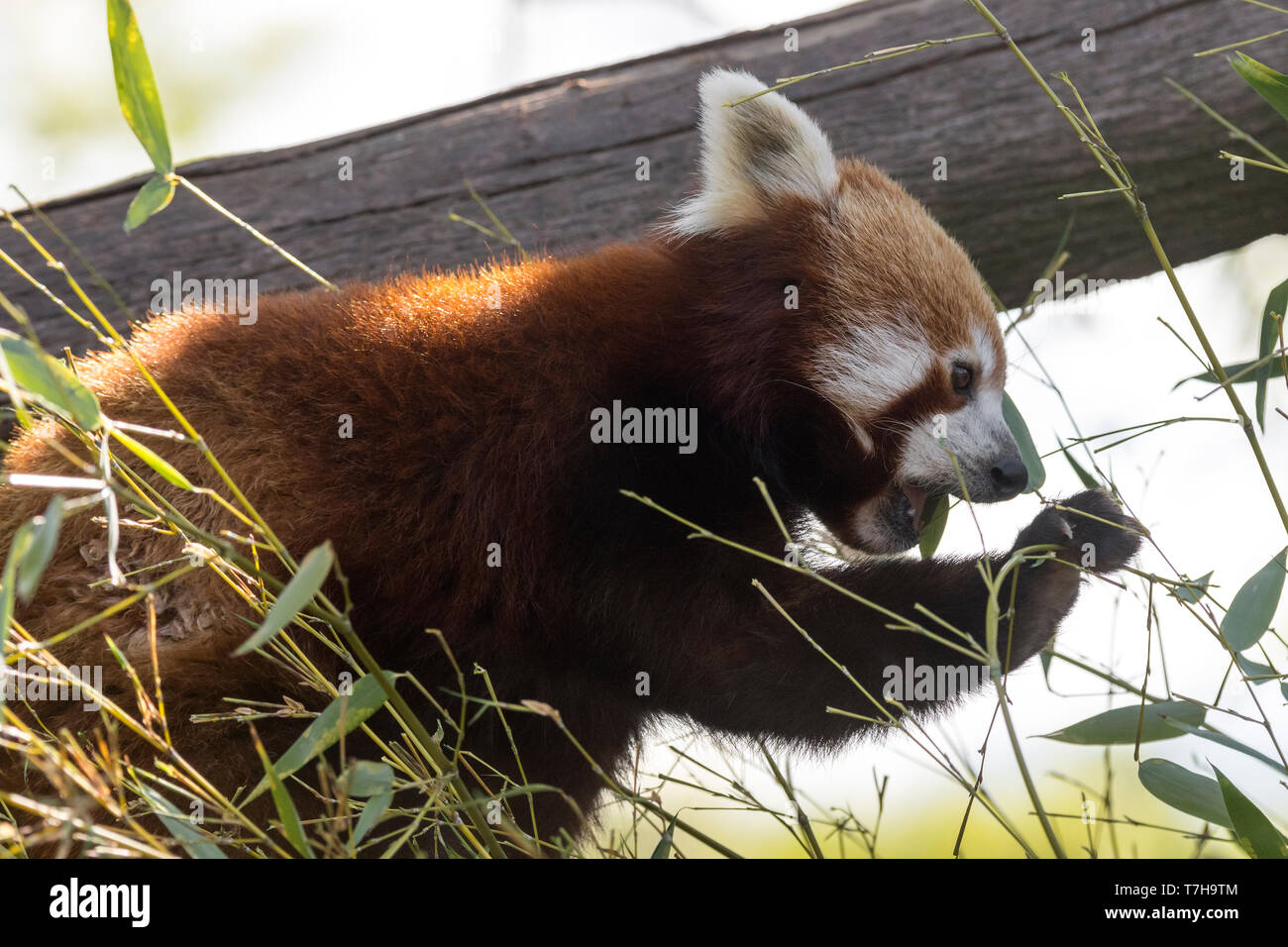 red panda on a tree while resting Stock Photo - Alamy