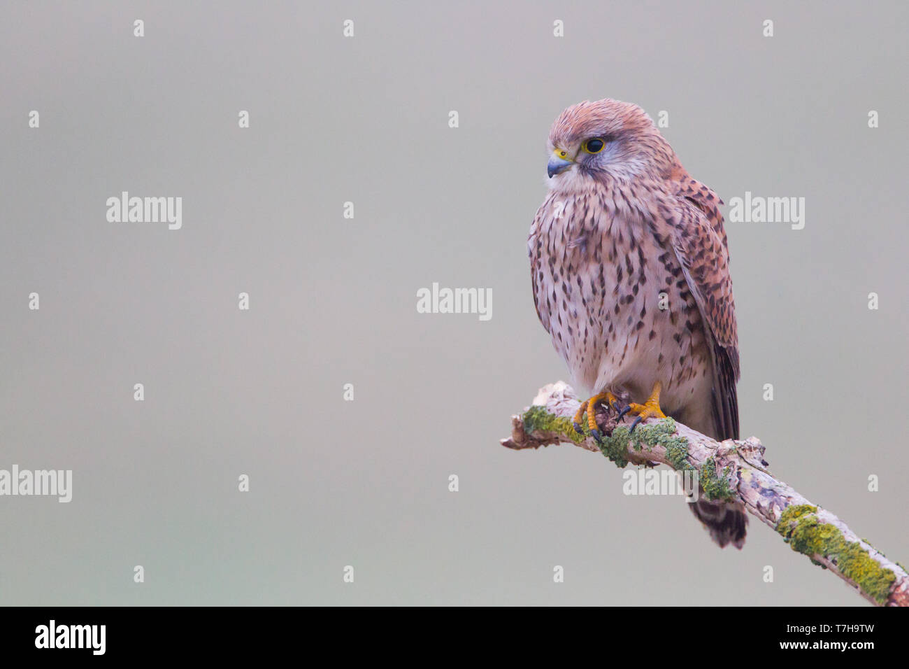 Female Common Kestrel Stock Photo - Alamy