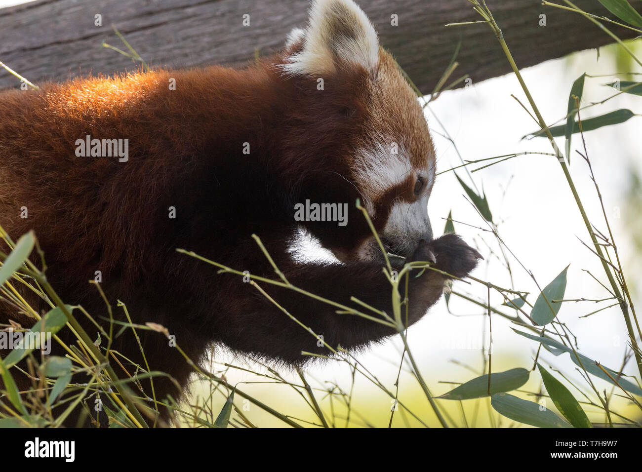 red panda on a tree while resting Stock Photo - Alamy