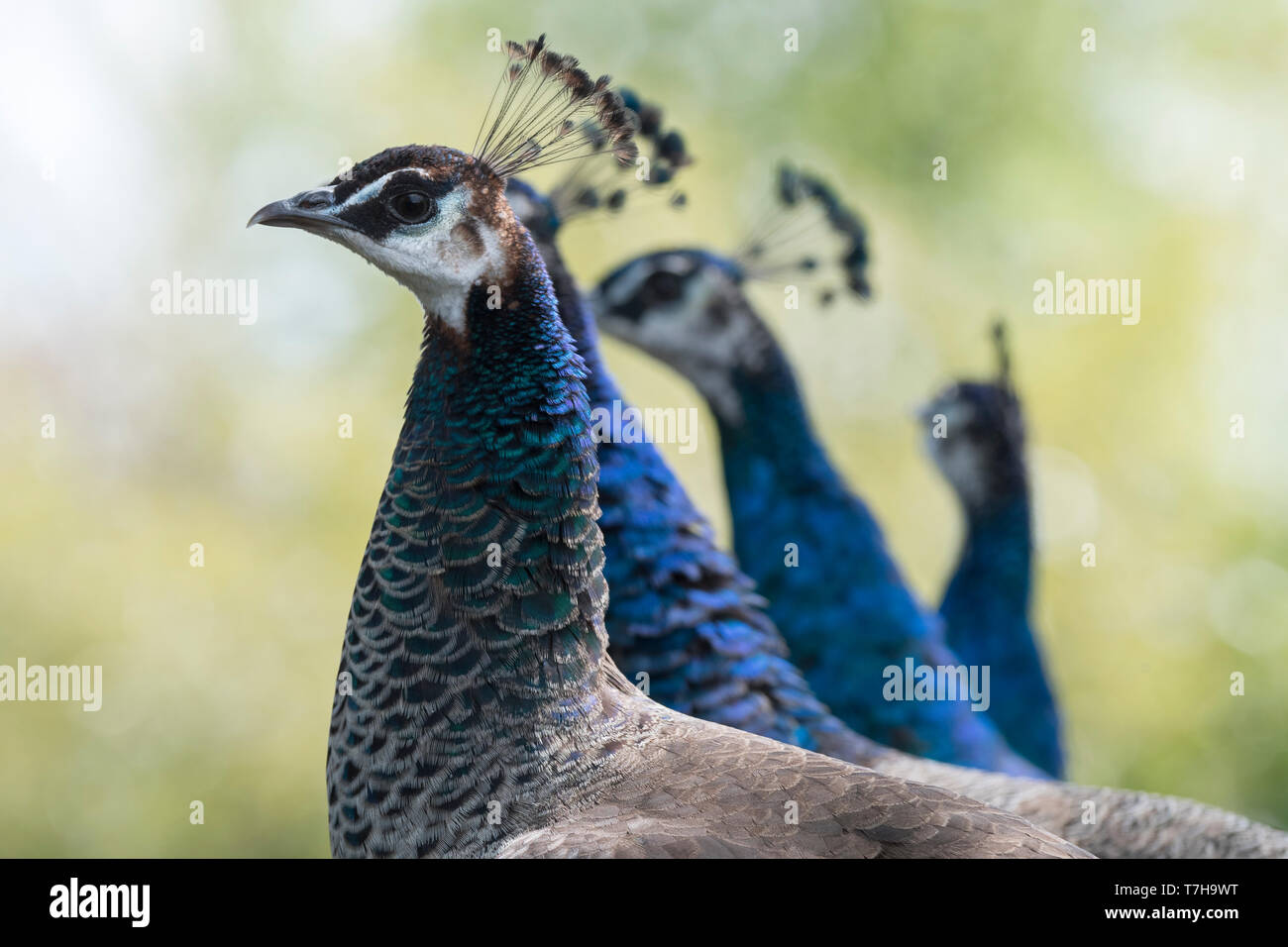 Peacock row hi-res stock photography and images - Alamy