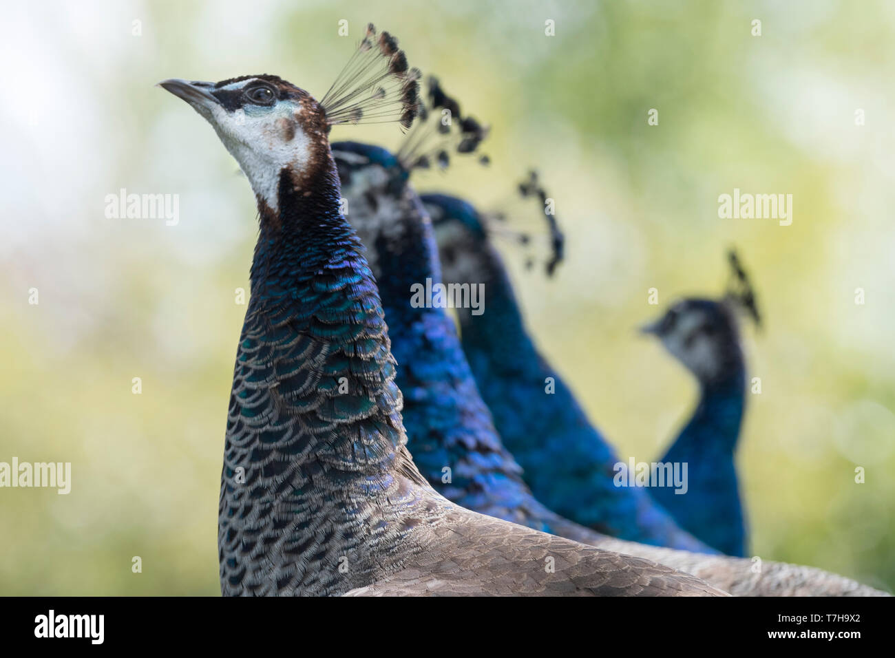 four peacock heads in a row in the mating season Stock Photo - Alamy