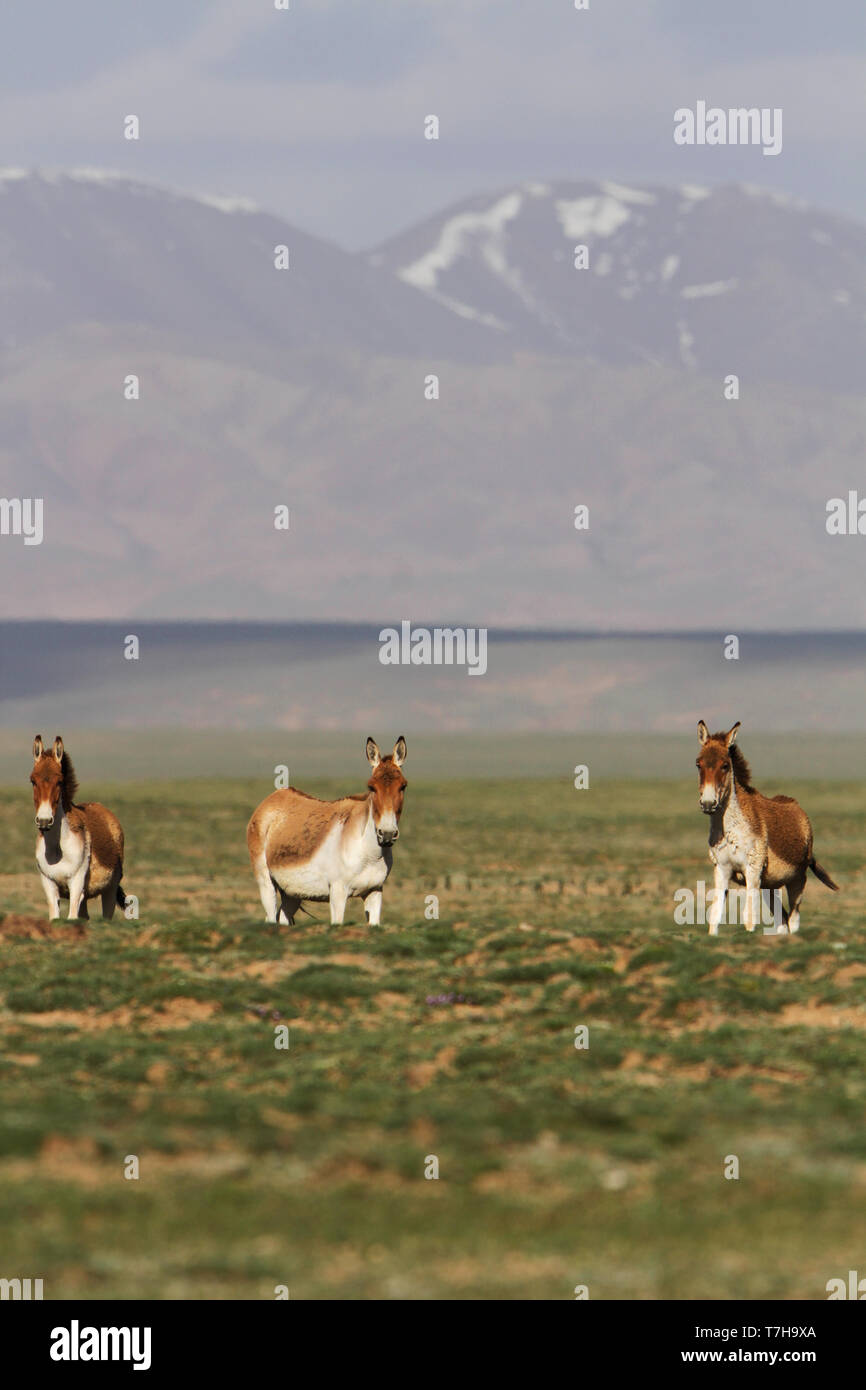 Group of Kiang (Equus kiang) on the Tibetan plateau. The largest of the ...