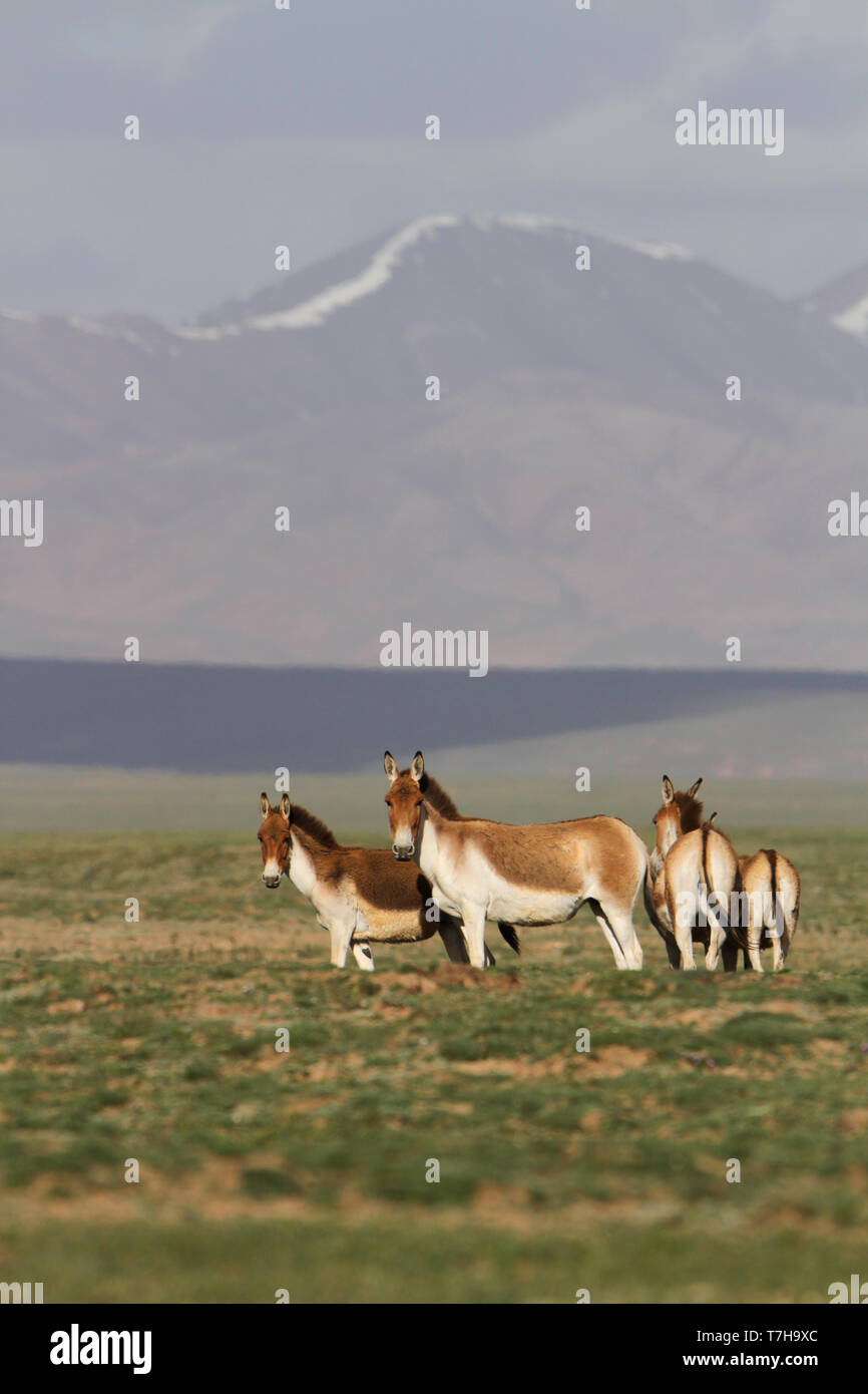 Group of Kiang (Equus kiang) on the Tibetan plateau. The largest of the ...