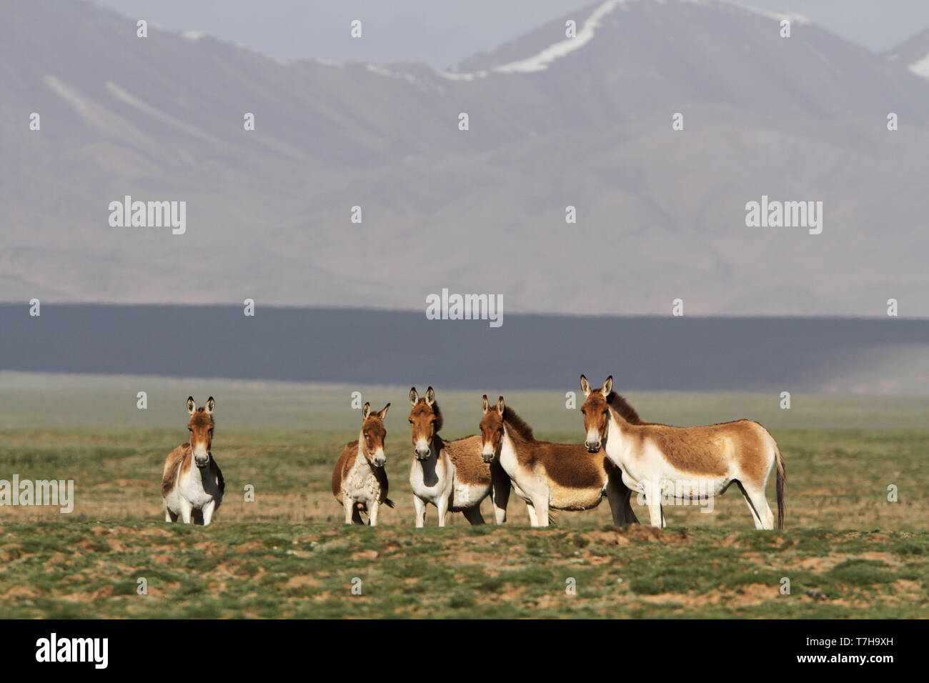 Group of Kiang (Equus kiang) on the Tibetan plateau. The largest of the ...