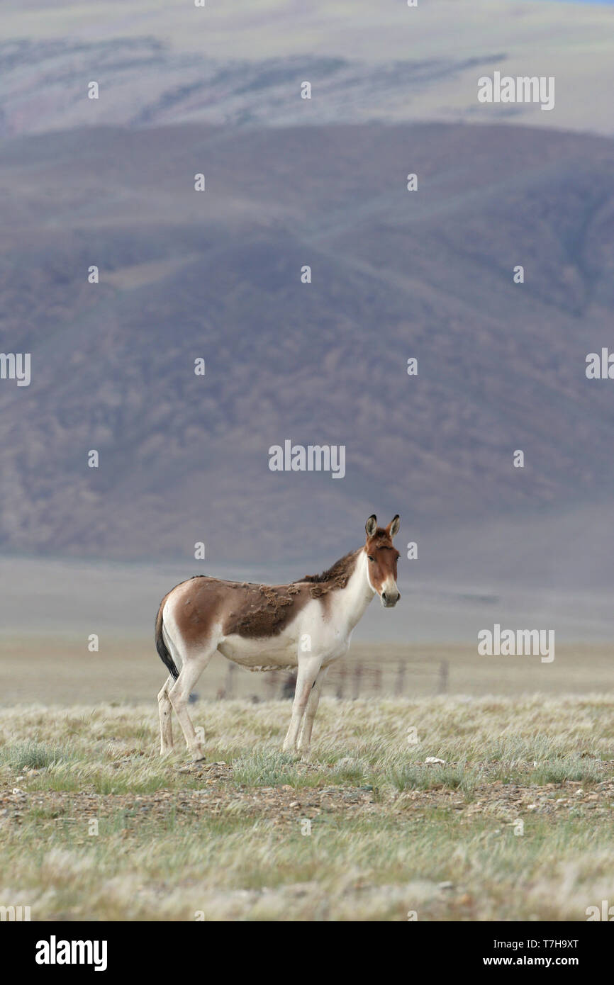 Kiang (Equus kiang) in montane grasslands of Tso Kar, India. The ...