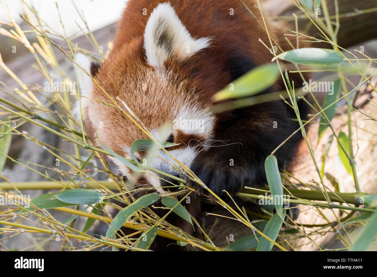 red panda on a tree while resting Stock Photo - Alamy