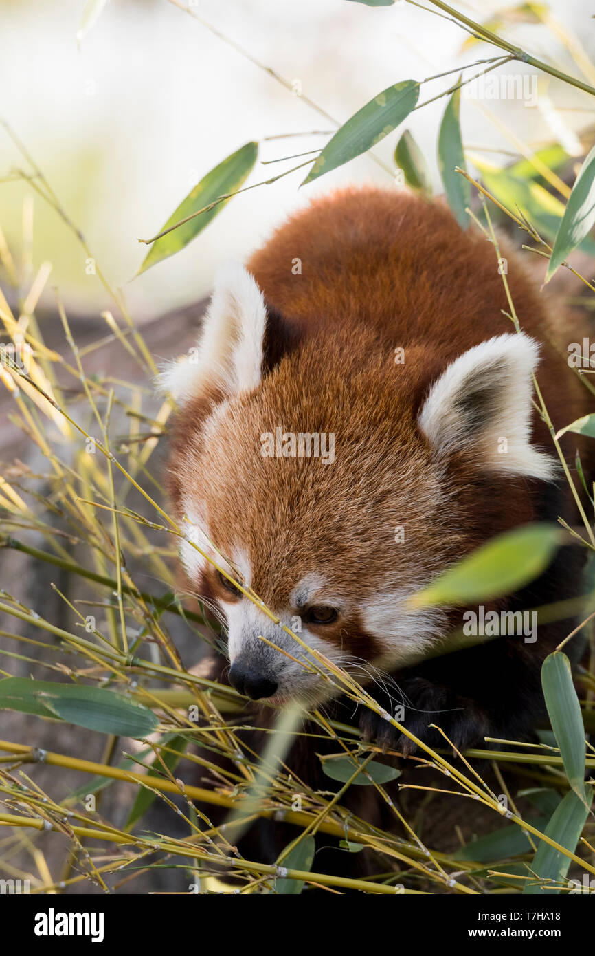 red panda on a tree while resting Stock Photo - Alamy