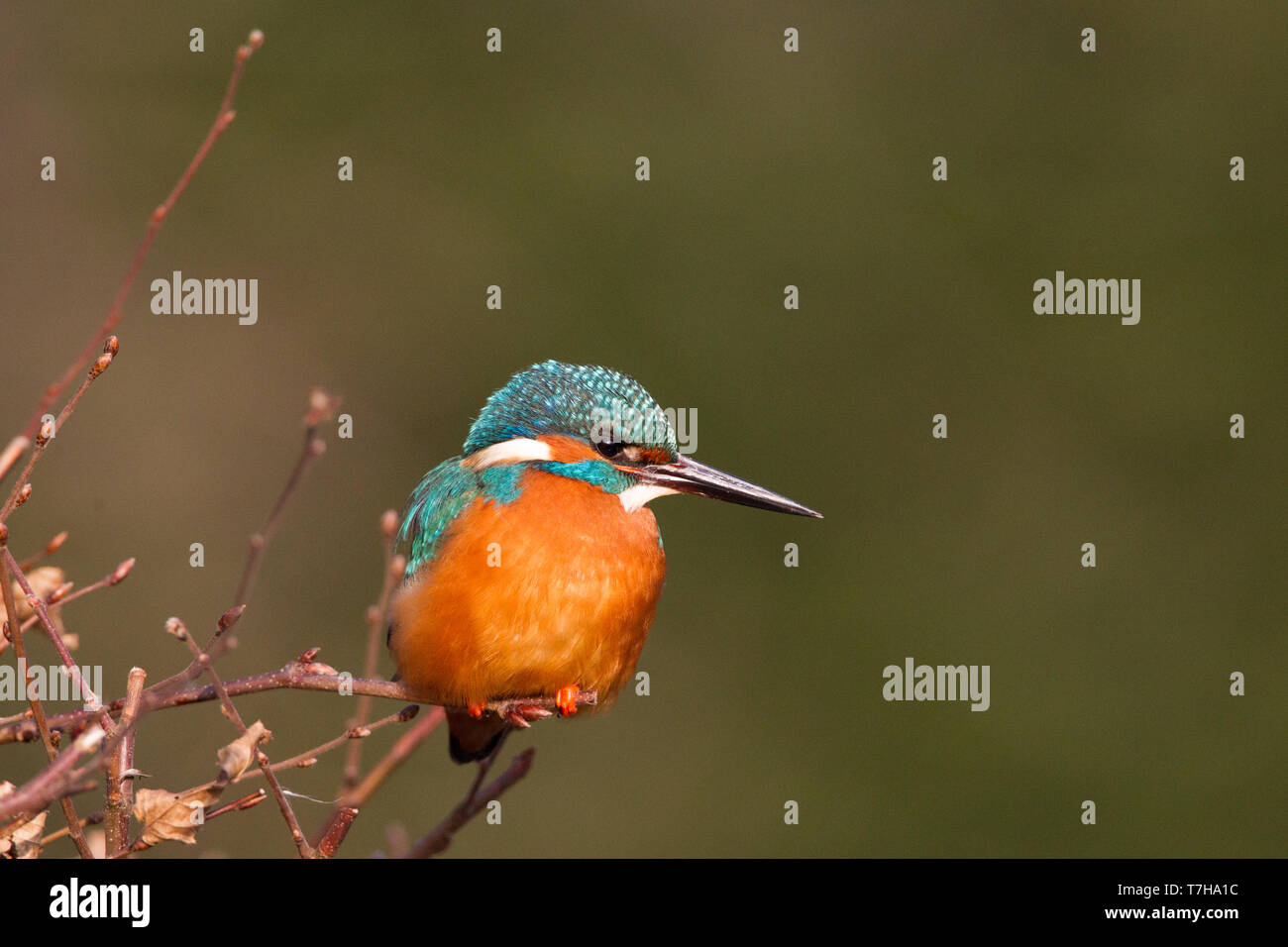 Common Kingfisher; Alcedo atthis Stock Photo - Alamy