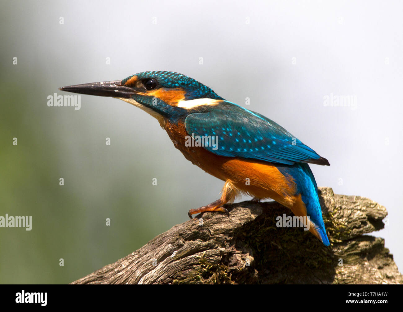 Common Kingfisher; Alcedo atthis Stock Photo - Alamy