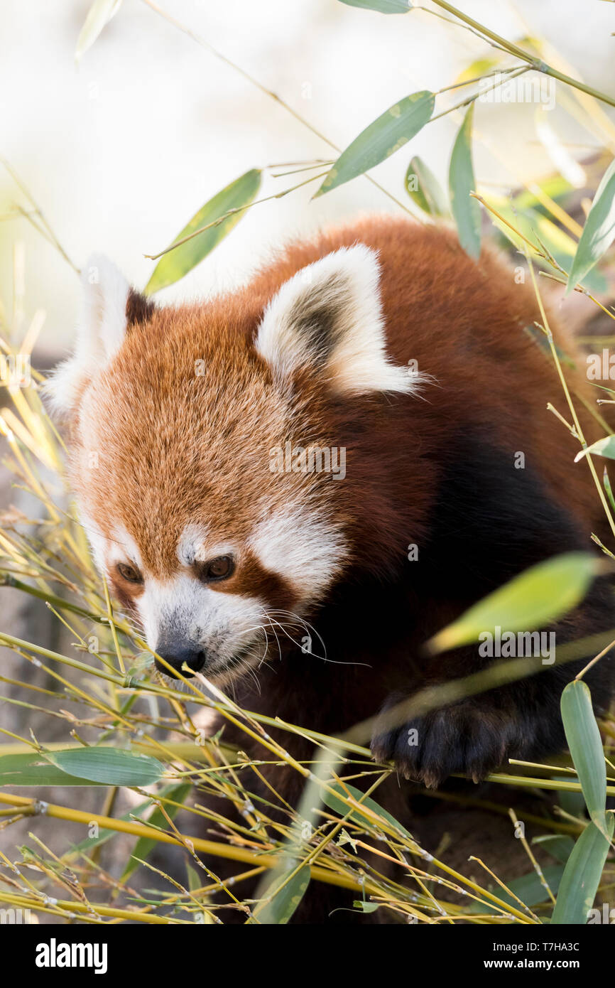 red panda on a tree while resting Stock Photo - Alamy