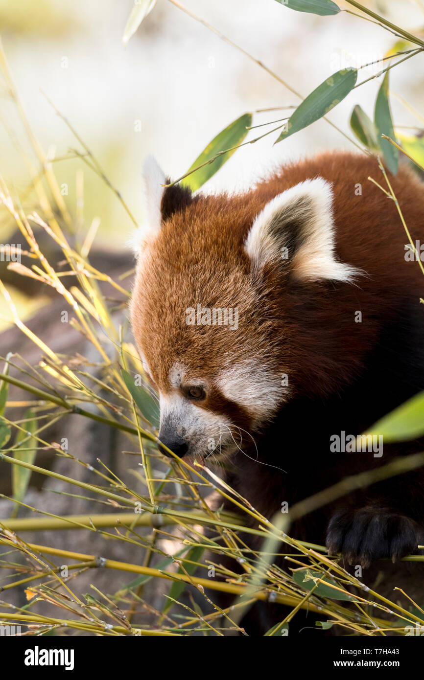 red panda on a tree while resting Stock Photo - Alamy