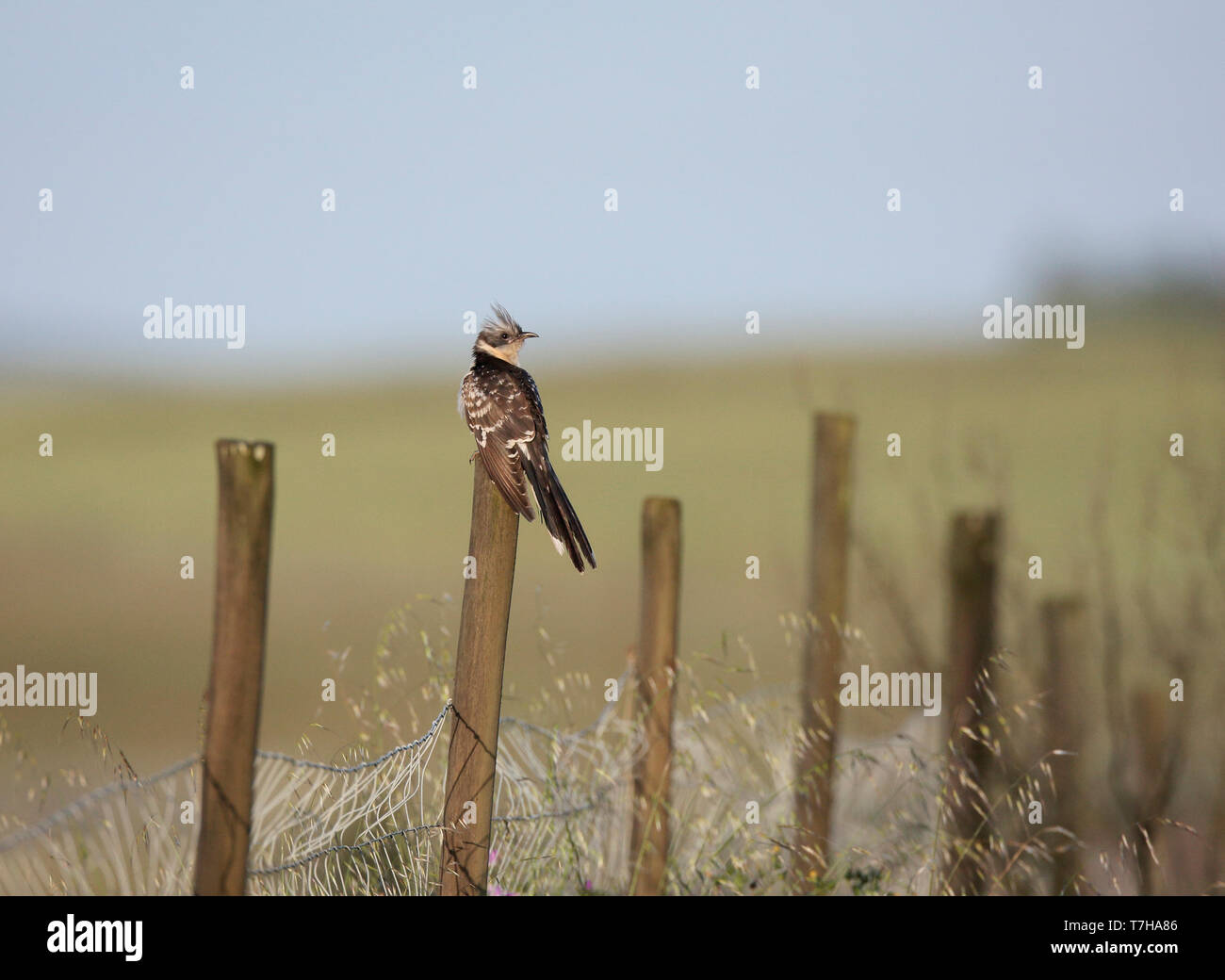 Adult Great Spotted Cuckoo (Clamator glandarius) perched on wood pole ...