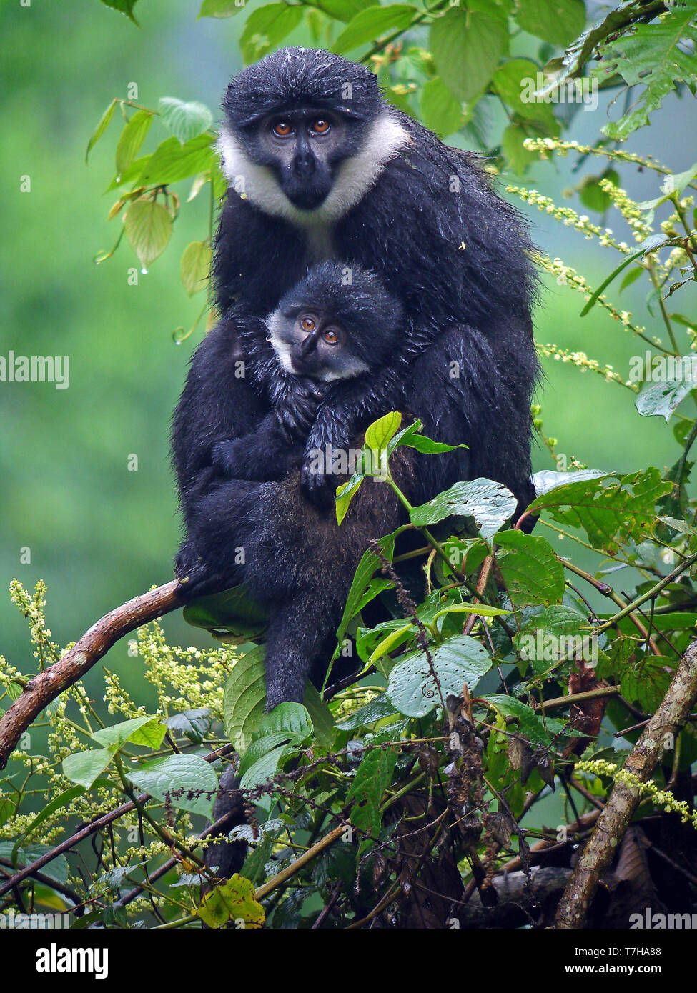 L'Hoest's monkey (Cercopithecus lhoesti Stock Photo - Alamy