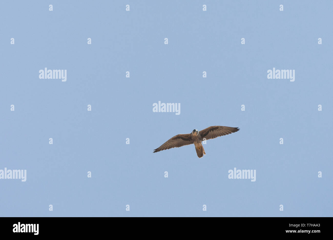 Lanner falcon in flight Stock Photo - Alamy