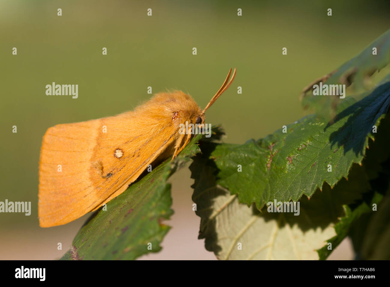 Grass Eggar, Lasiocampa quercus - Oag eggar - Eichenspinner ...