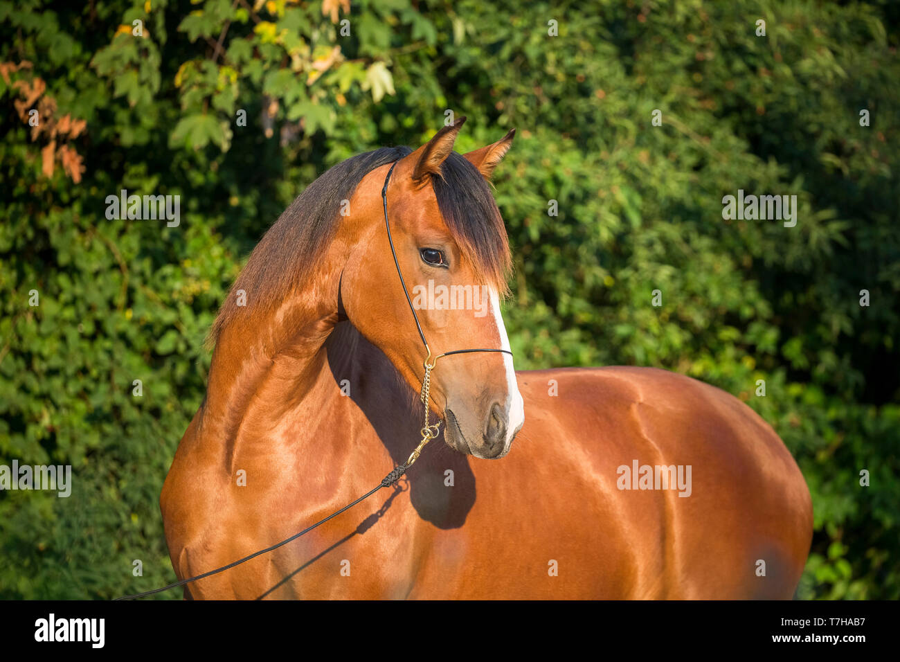 Iberian Horse High Resolution Stock Photography and Images - Alamy