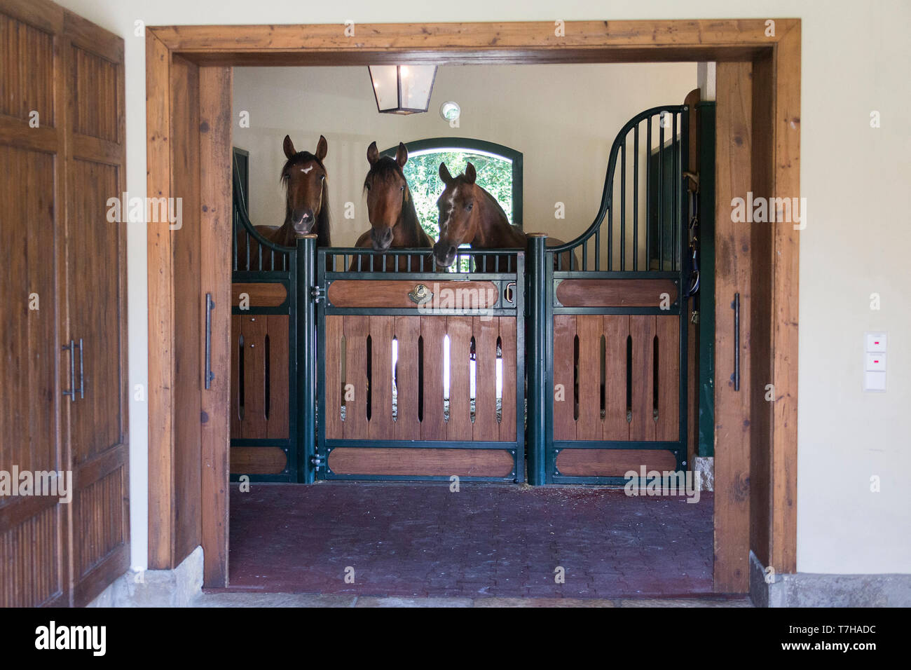 Iberian Sport Horses in a box stall. Germany Stock Photo - Alamy
