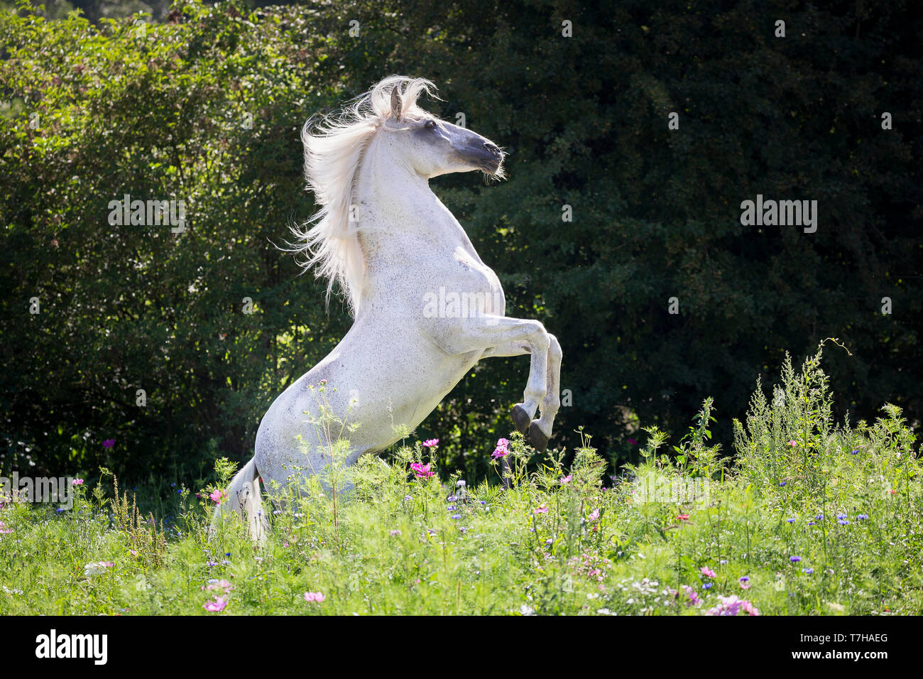 Alter Real. Gray stallion Hexeno rearing on a flowering meadow. Germany ...