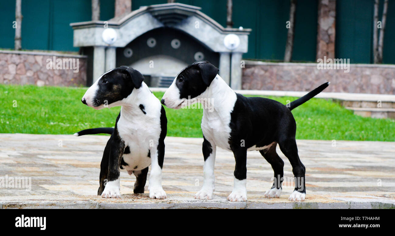 Bull terrier dogs and puppies Stock Photo - Alamy