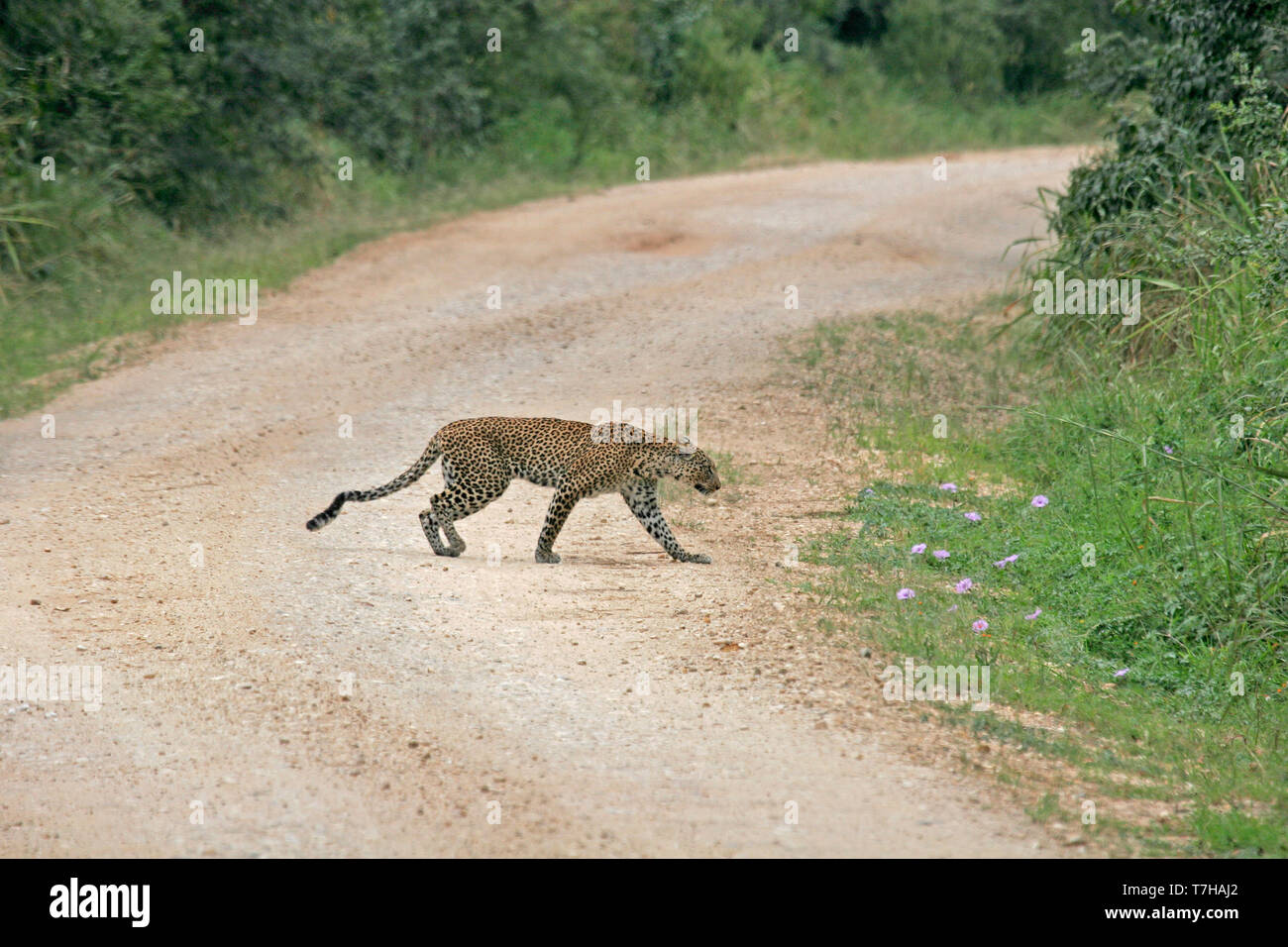 Leopard (Panthera pardus Stock Photo - Alamy
