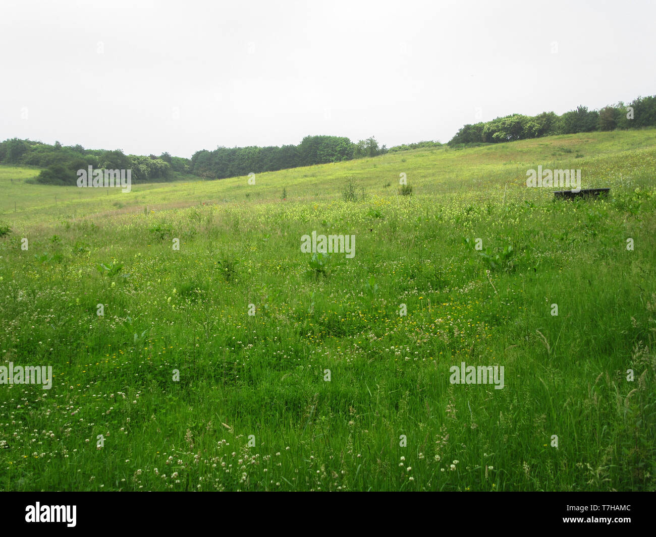 Nature reserve Bemelerberg in Limburg, Netherlands. Gentle sloped hill ...