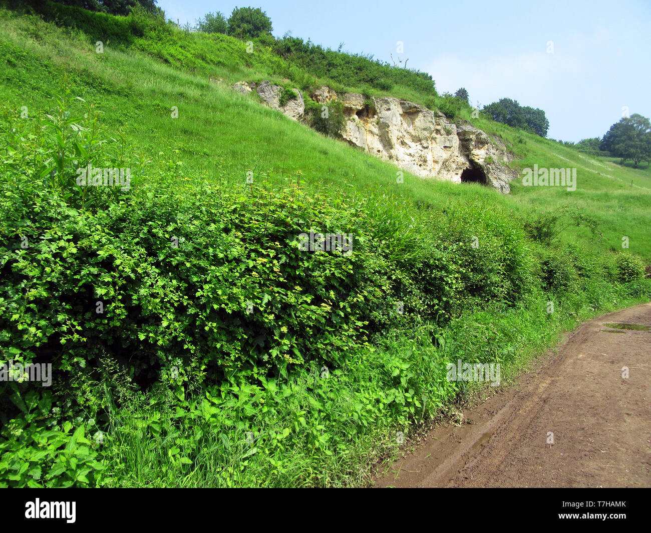 Nature reserve Bemelerberg in Limburg, Netherlands. Merl cave in green ...