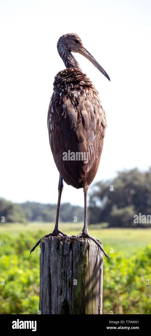 Limpkin (Aramus guarauna Stock Photo - Alamy