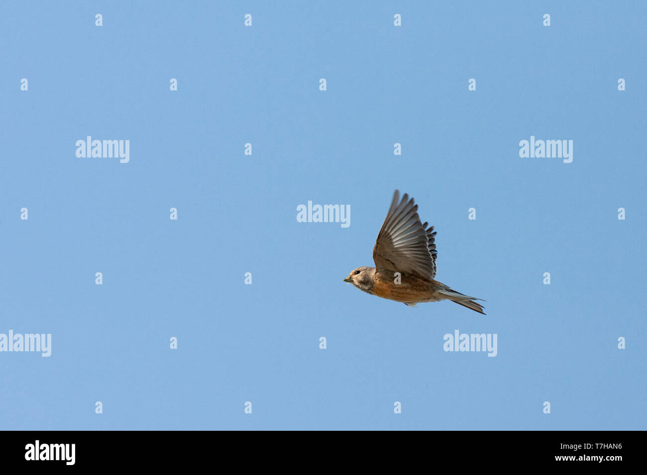 Linnet carduelis cannabina in flight hi-res stock photography and ...