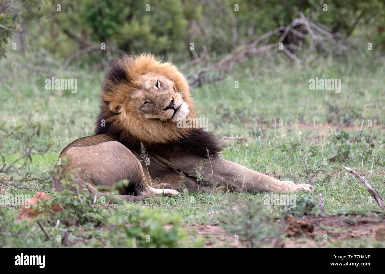 Male Lion (Panthera Leo) resting in Kruger National Park in South ...
