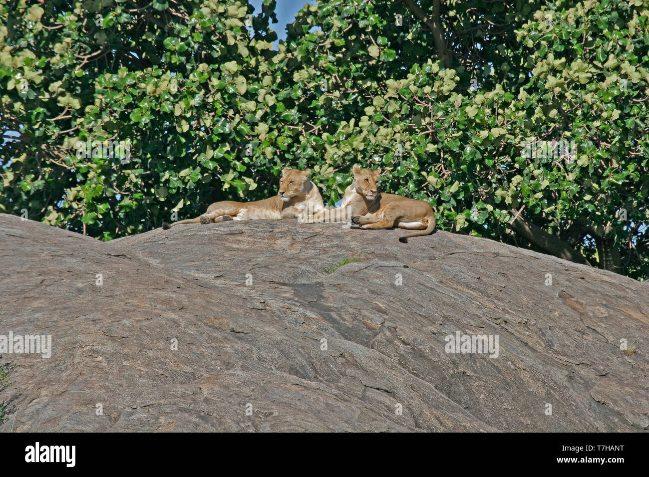 Lion (Panthera Leo), perched in Tanzania Stock Photo - Alamy
