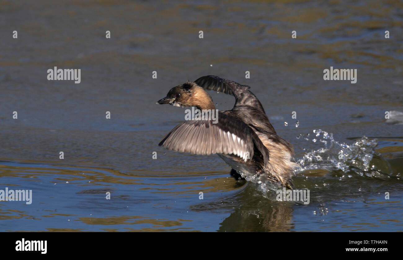 Wintering Little Grebe (Tachybaptus ruficollis) in the Netherlands ...
