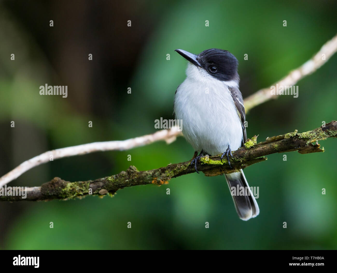 Jamaican Loggerhead Kingbird (Tyrannus caudifasciatus) perched on a ...