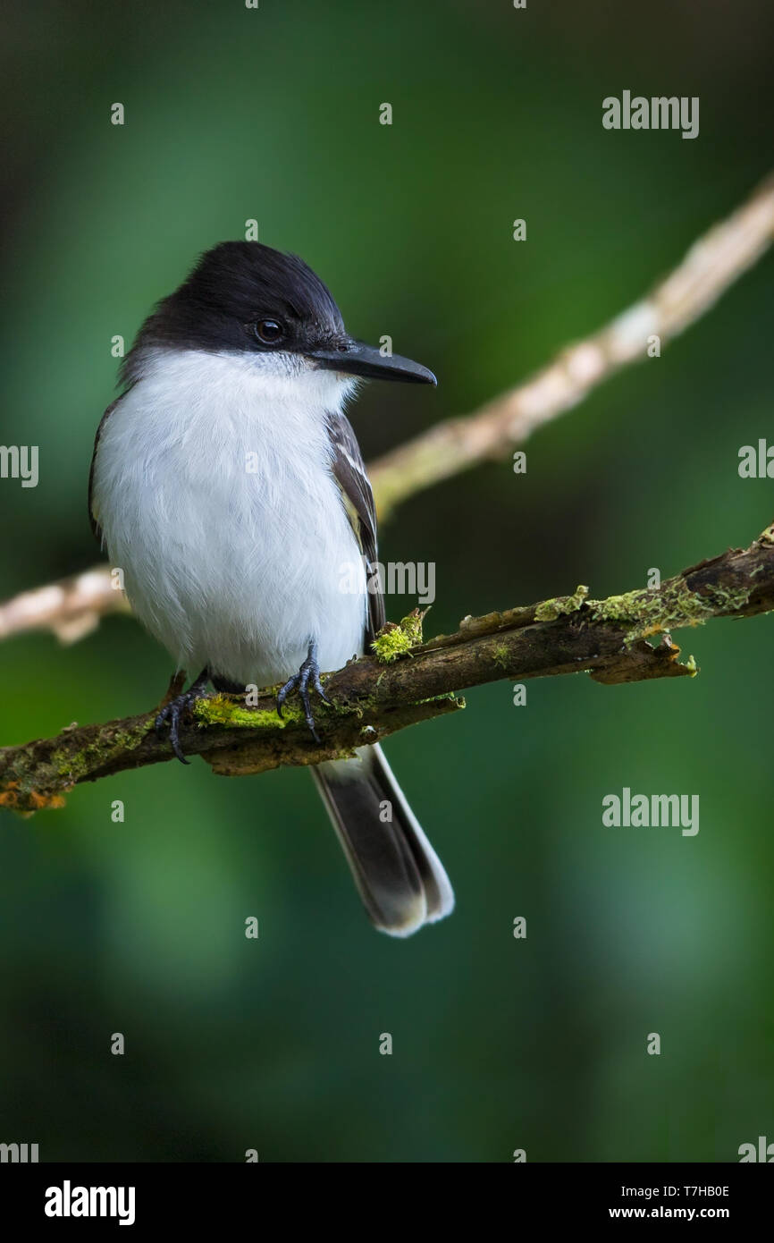 Jamaican Loggerhead Kingbird (Tyrannus caudifasciatus) perched on a ...