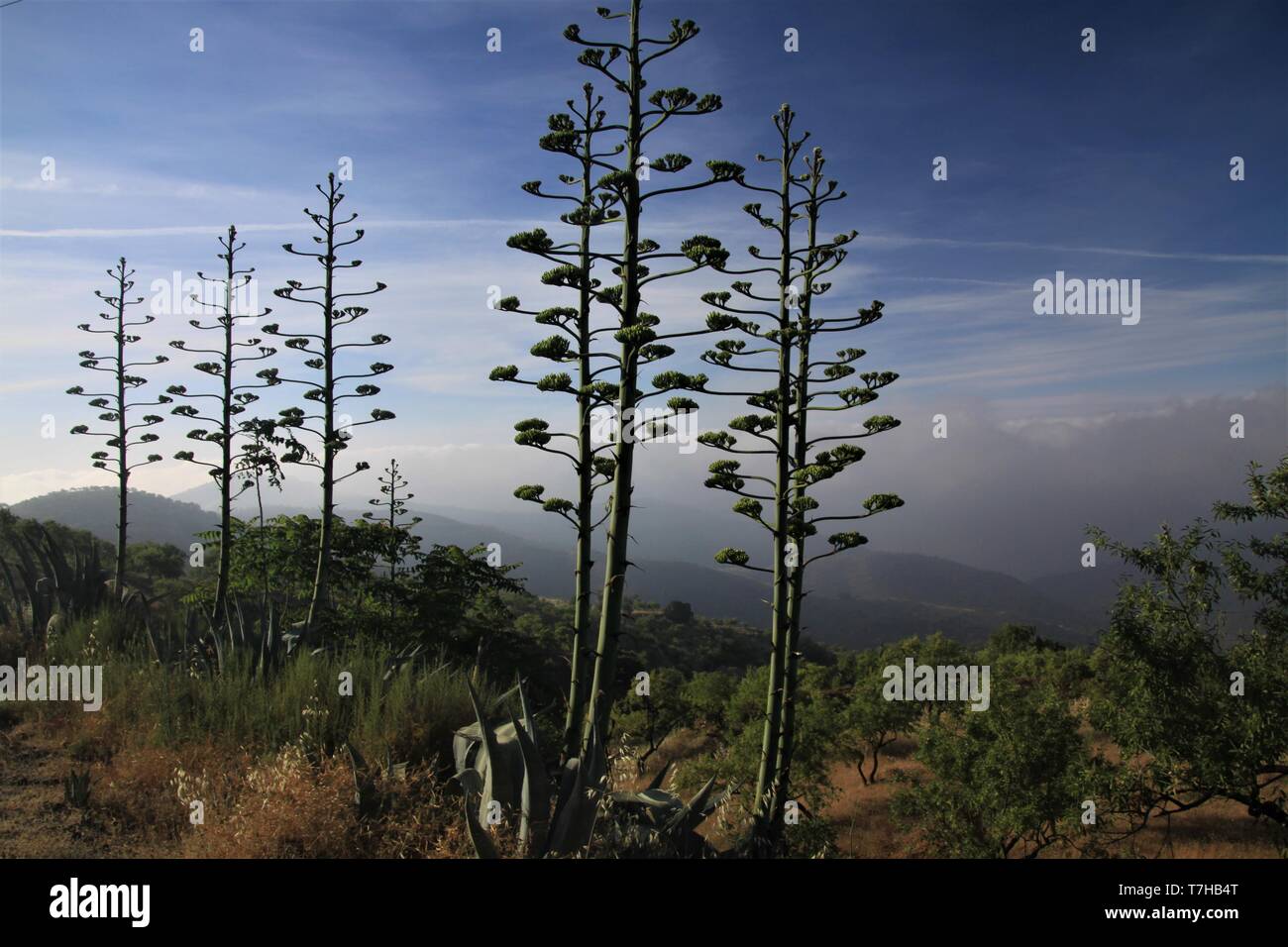 Flowering agave americana variegata against blue sky and low hanging ...