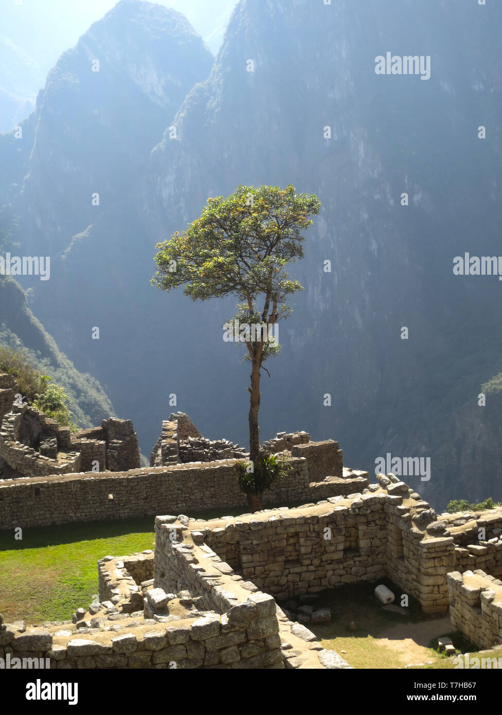 Tree growing on ruins hi-res stock photography and images - Alamy